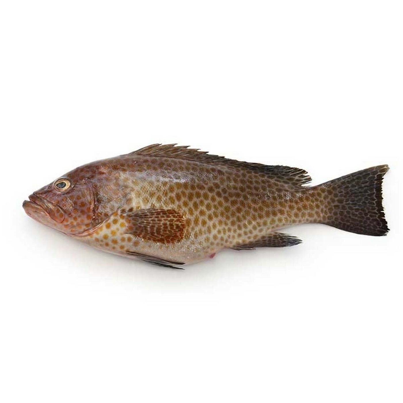 Buy Fresh Fish Hamour 1Kg in Dubai, UAE from Applon – the leading Apple ...